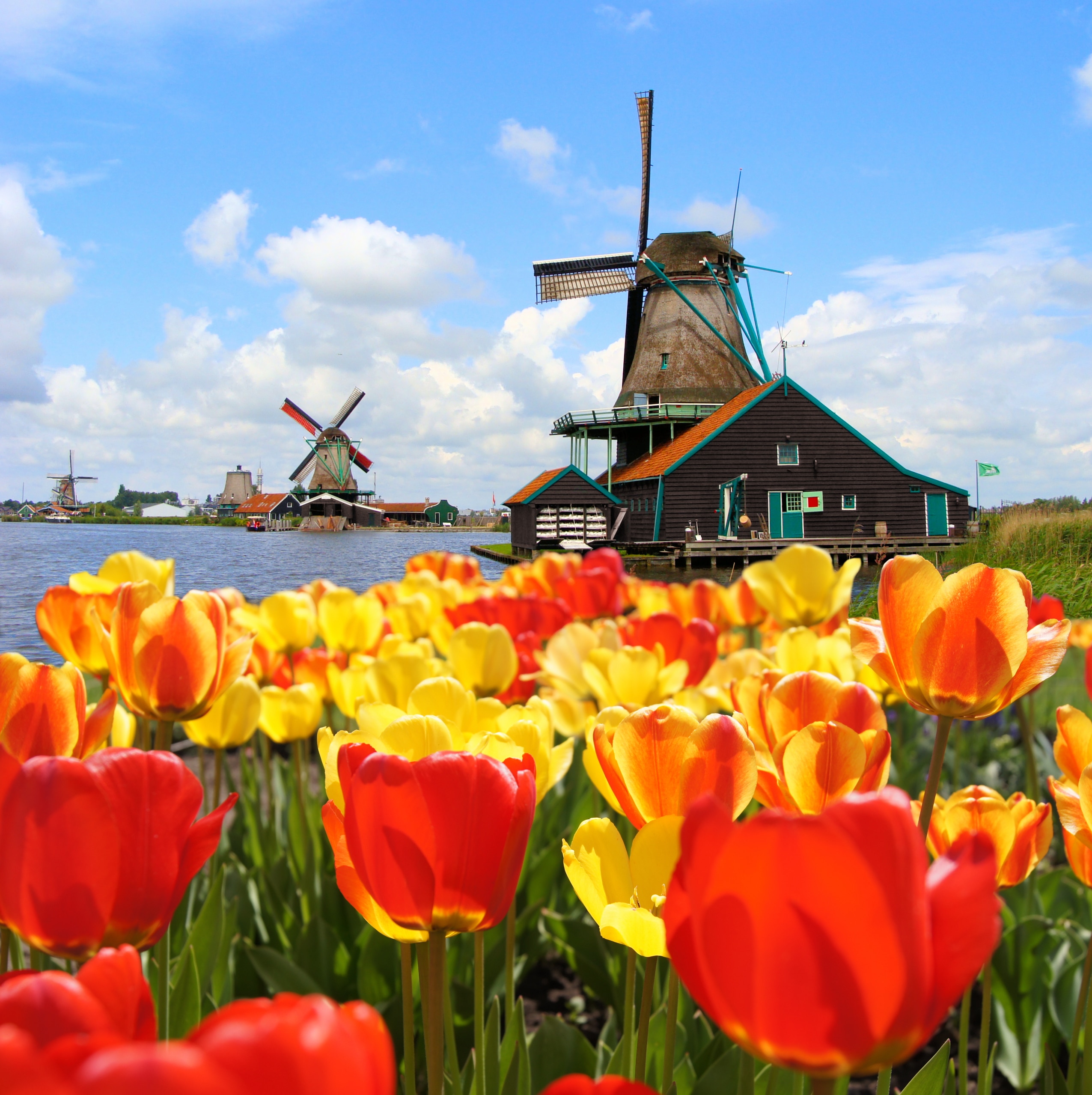 Where Is The Best Place To See Tulips In Holland At Jeff Linn Blog